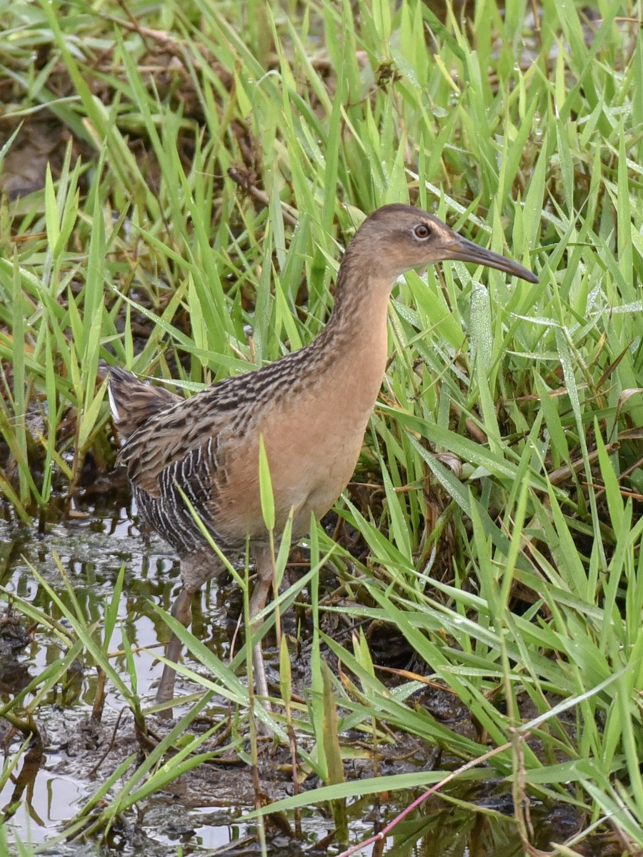 King Rail (Cuban) - eBird