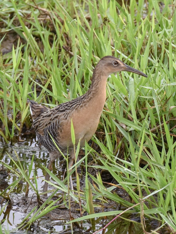 King Rail (Cuban) - eBird