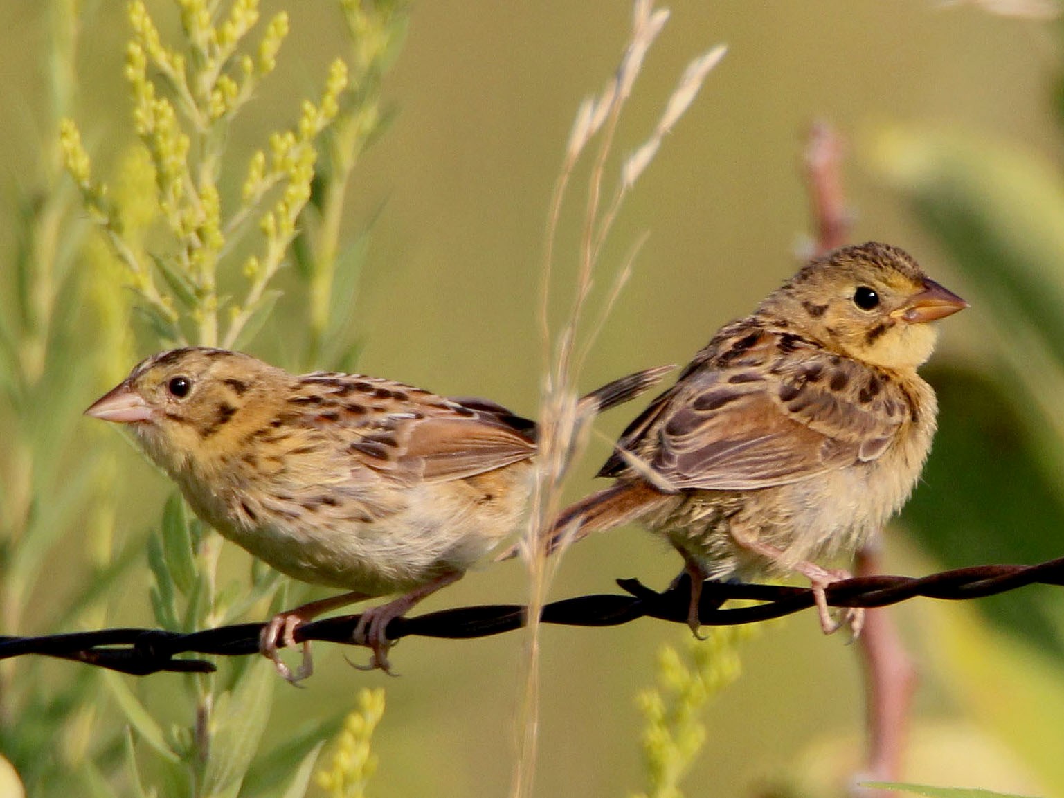 Henslow's Sparrow - eBird