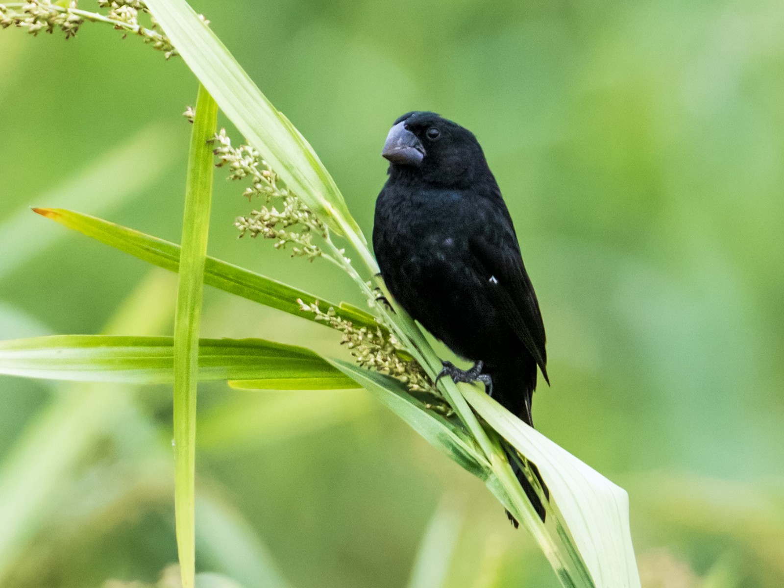 Black-billed Seed-Finch - eBird