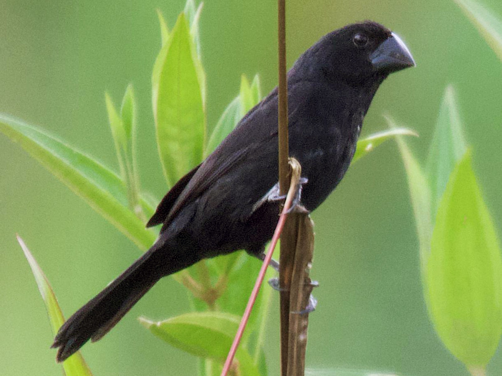 Black-billed Seed-Finch - eBird