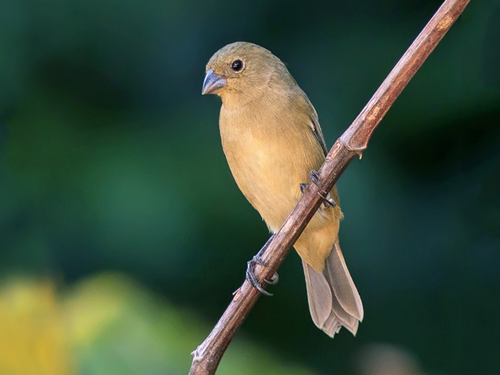 Chestnut-bellied Seedeater - eBird