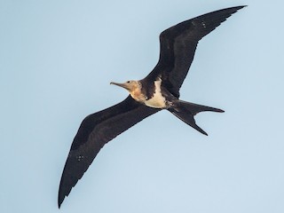 Lesser Frigatebird - eBird
