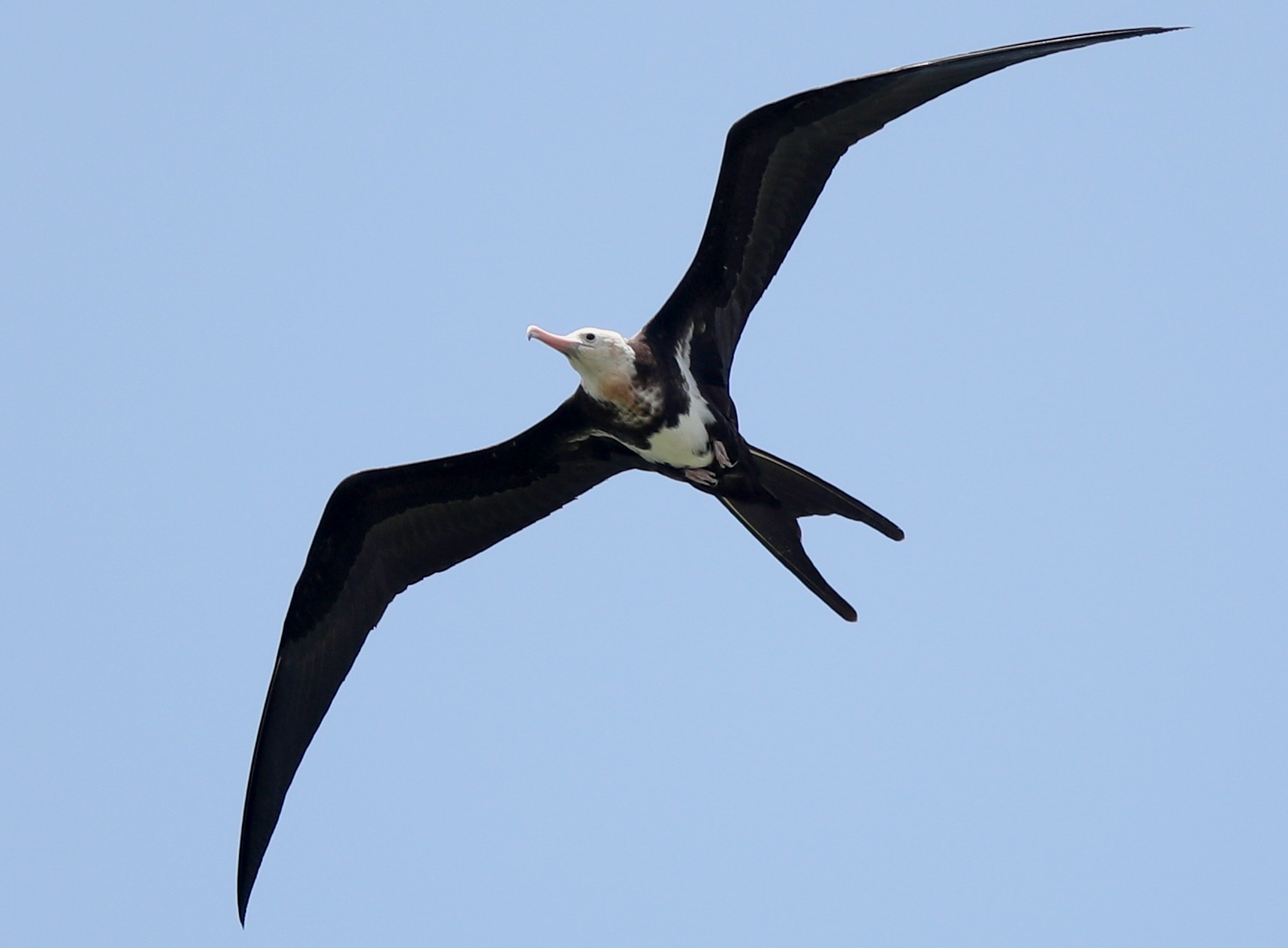 Lesser Frigatebird - eBird