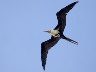 Lesser Frigatebird - eBird
