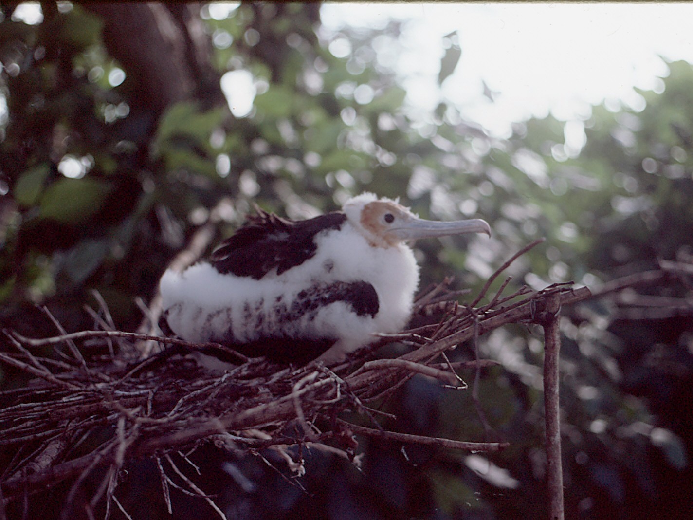 Rabihorcado de isla Navidad - eBird