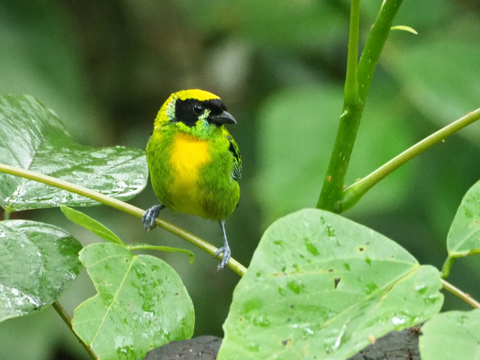 Green-and-gold Tanager - eBird