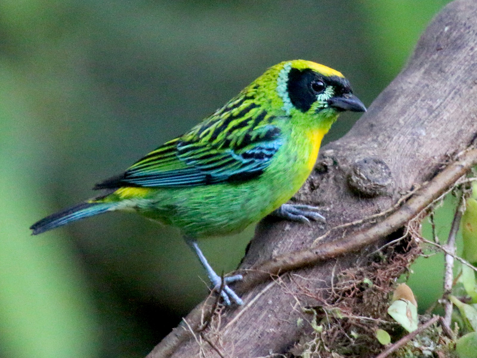Green-and-gold Tanager - eBird