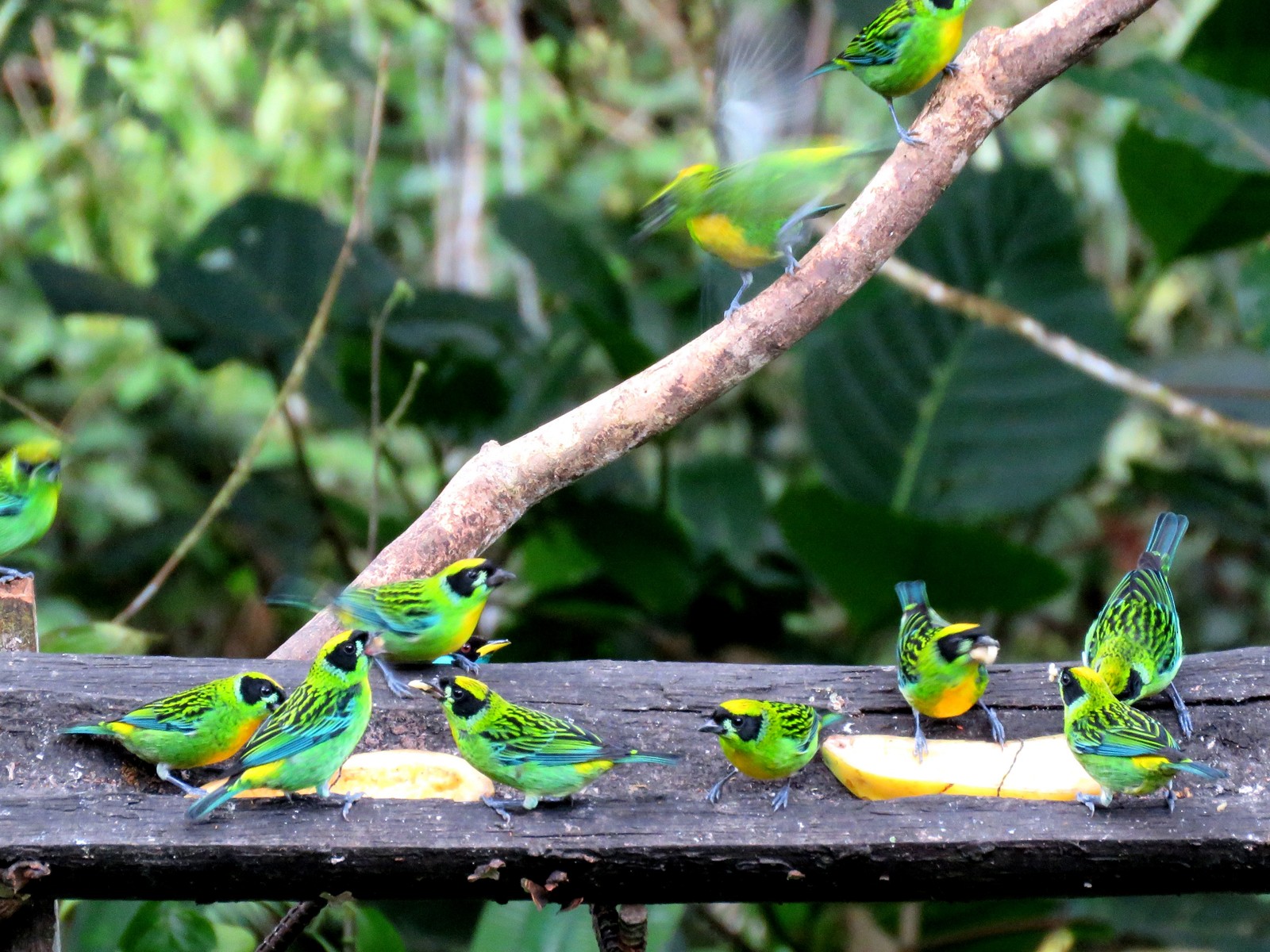 Green-and-gold Tanager - eBird