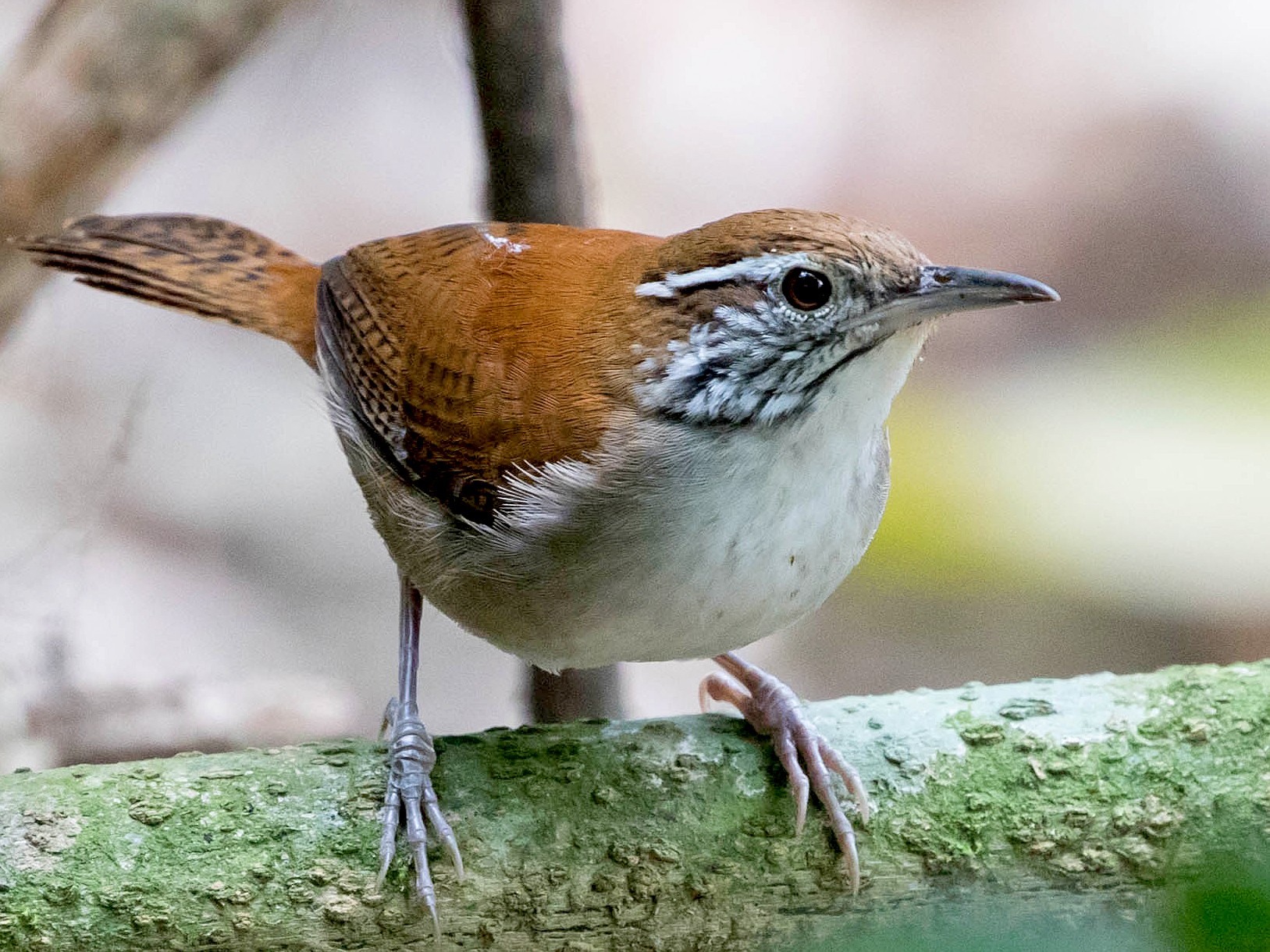Rufous-and-white Wren - eBird