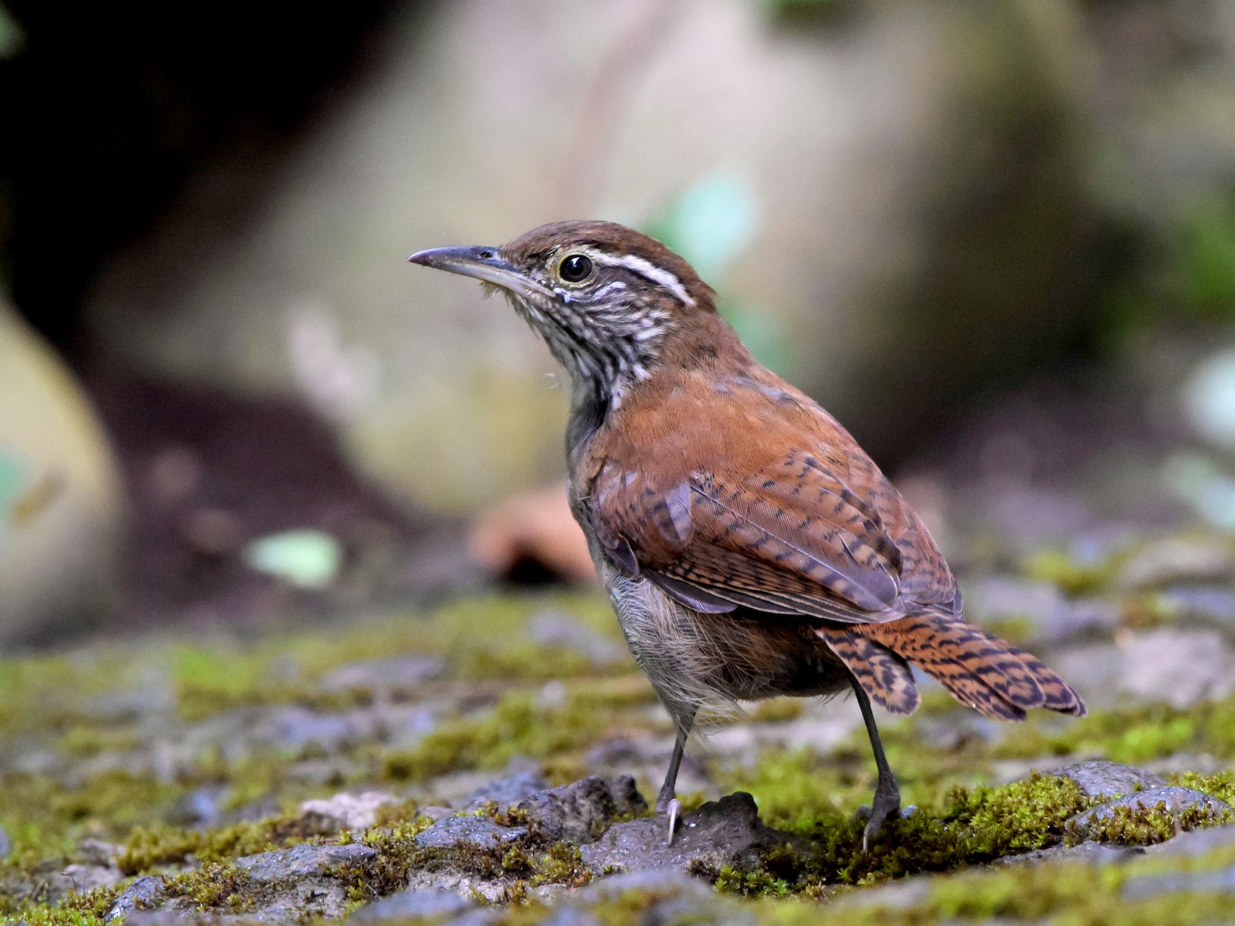Rufous-and-white Wren - eBird