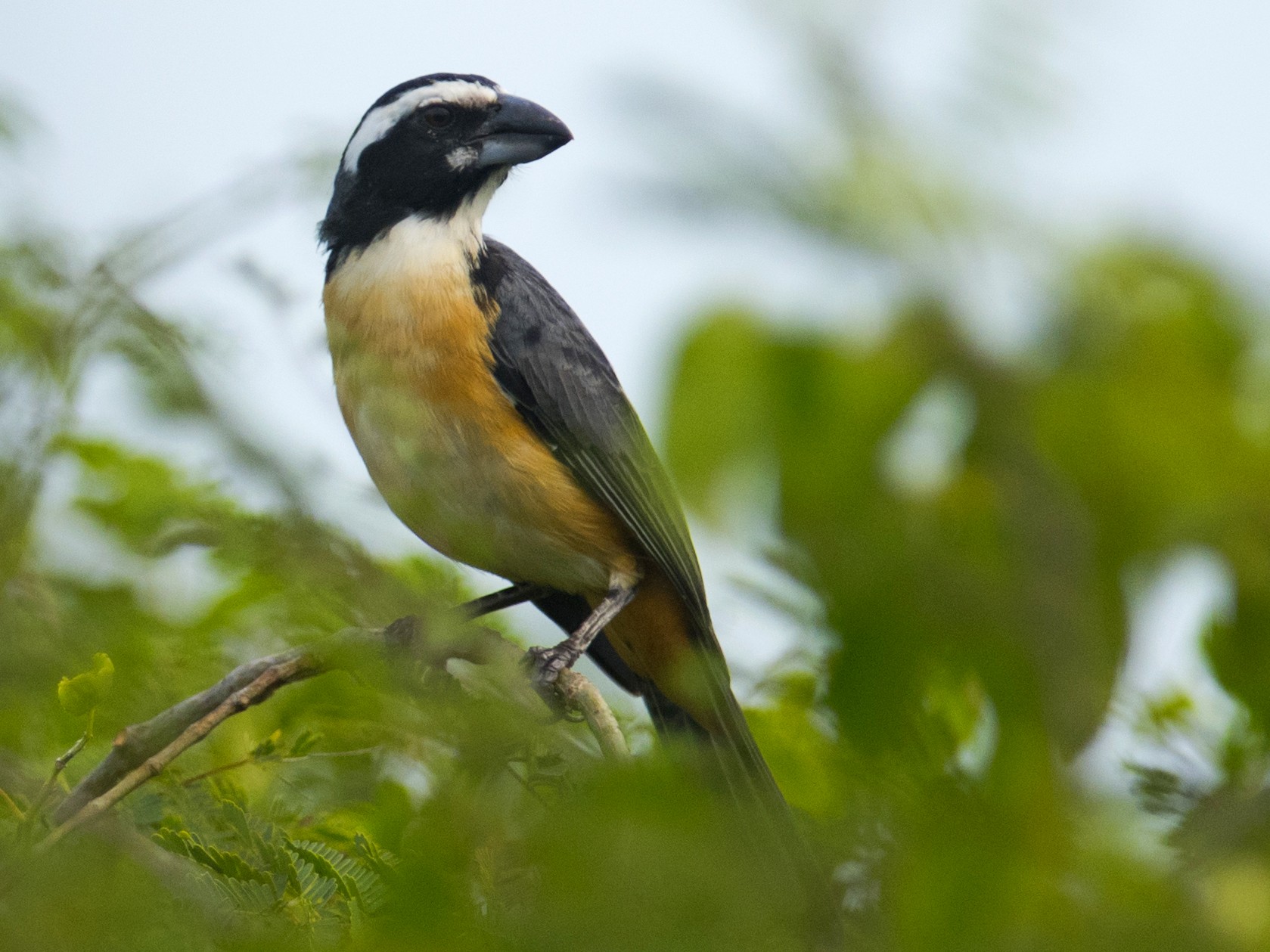 Pepitero del Orinoco - eBird
