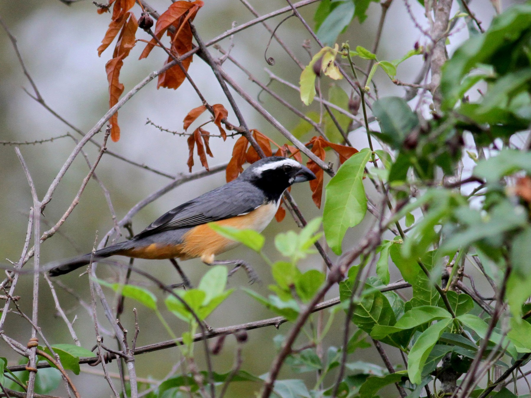 Orinocan Saltator - eBird
