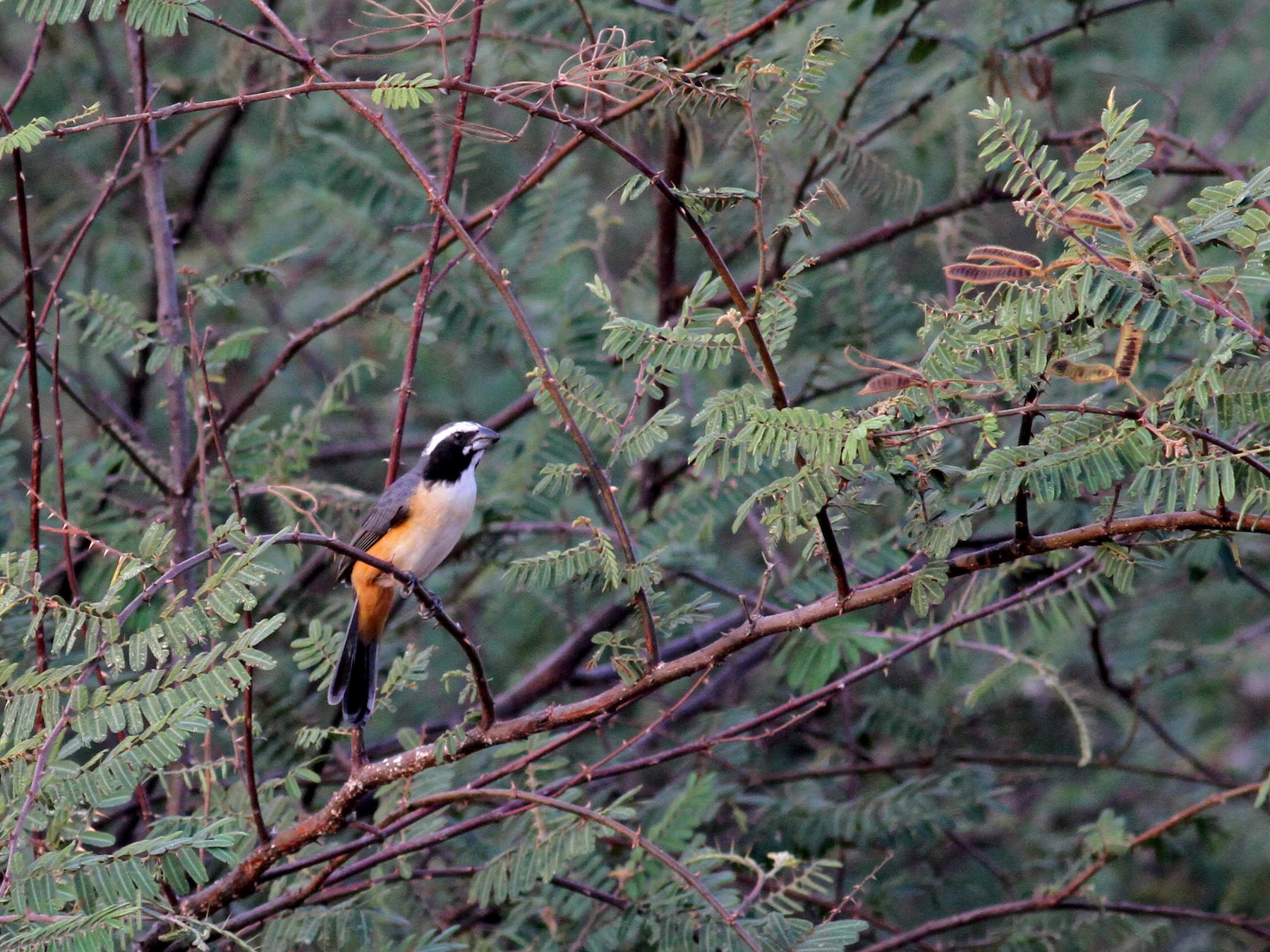 Orinocan Saltator - eBird