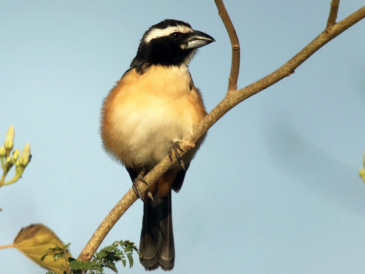 Orinocan Saltator - Saltator orenocensis - Birds of the World