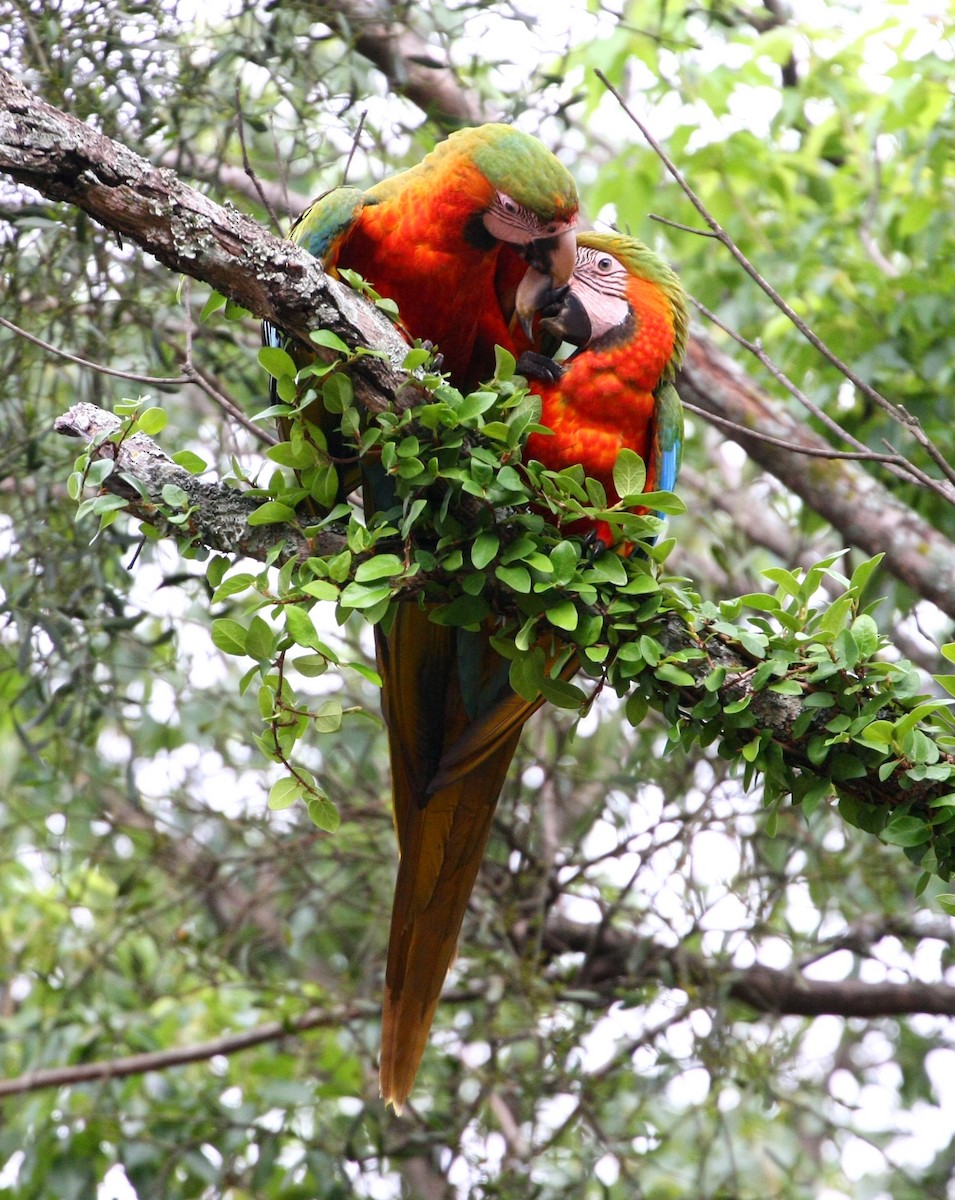 Guacamayo sp. - eBird
