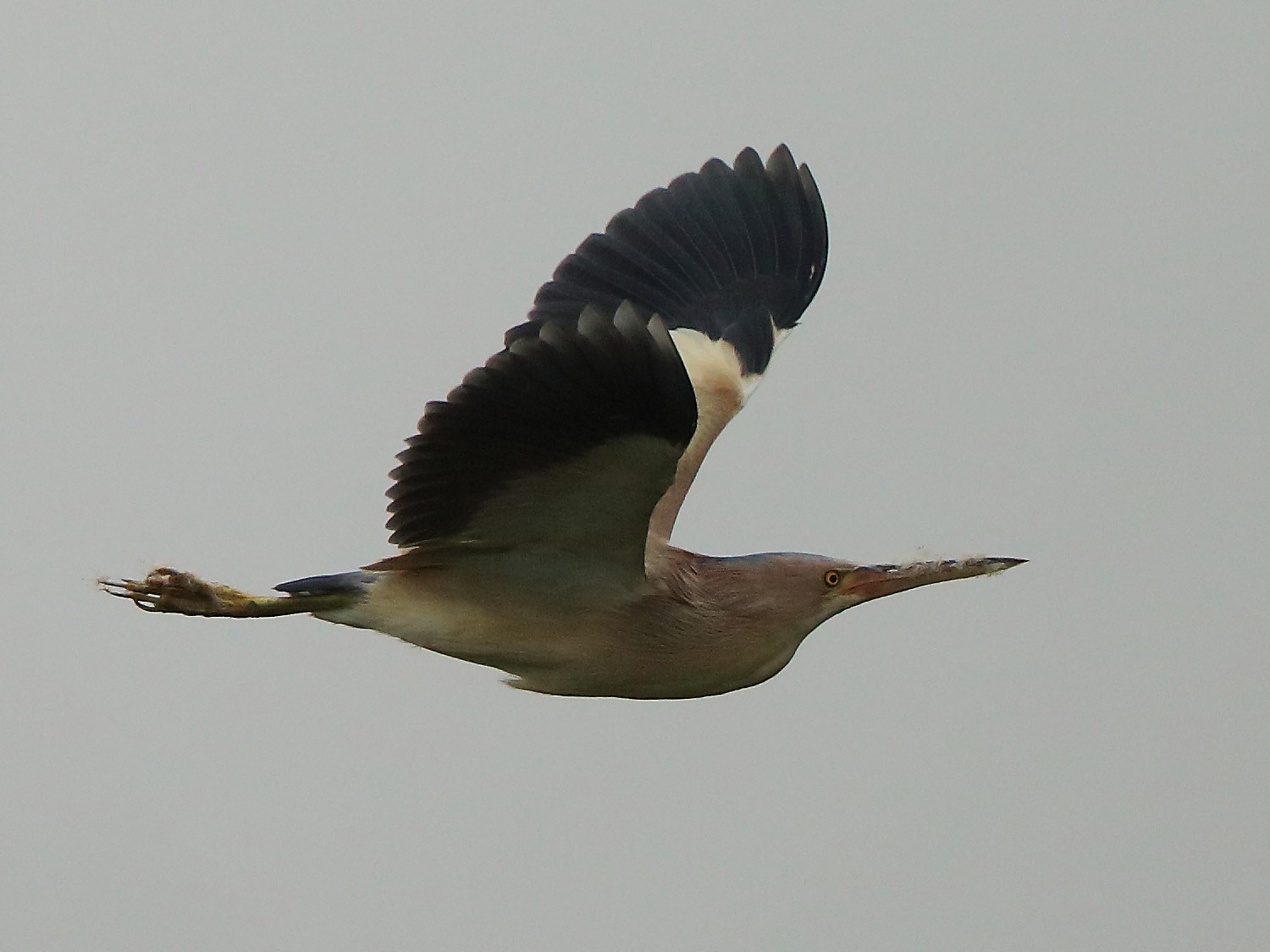 Avetorillo chino - eBird