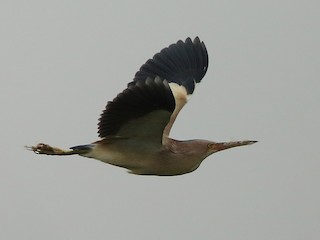 Yellow Bittern - eBird