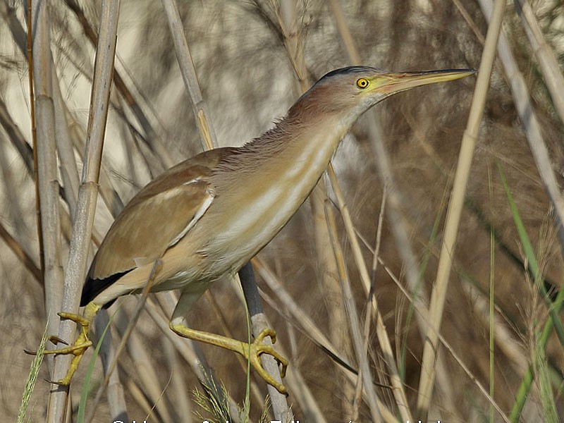 Yellow Bittern - eBird
