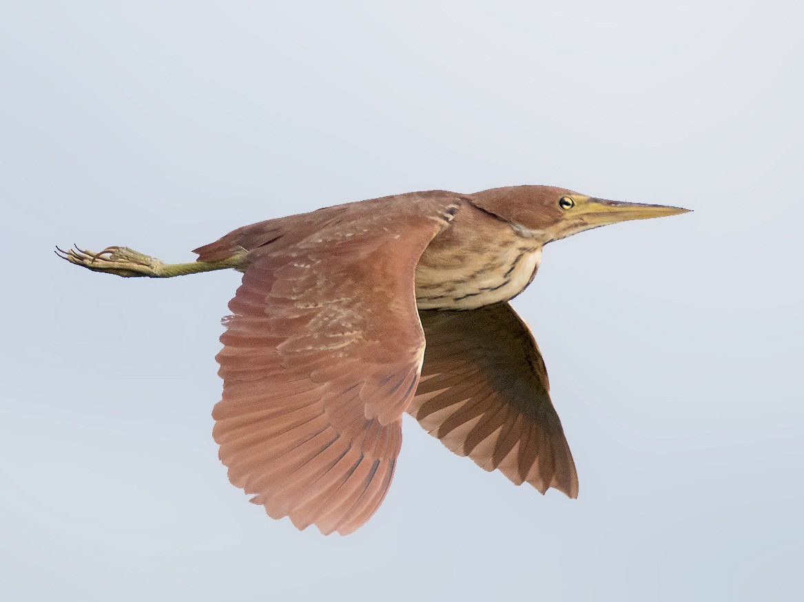Cinnamon Bittern - eBird