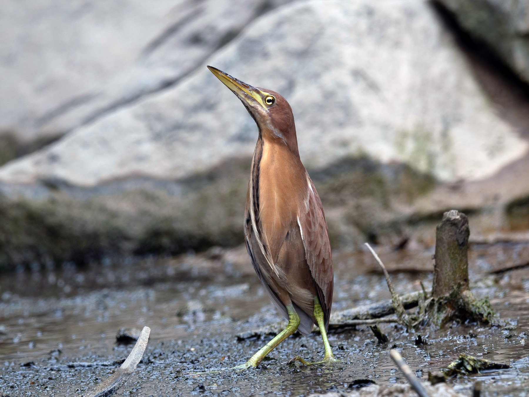Cinnamon Bittern - eBird