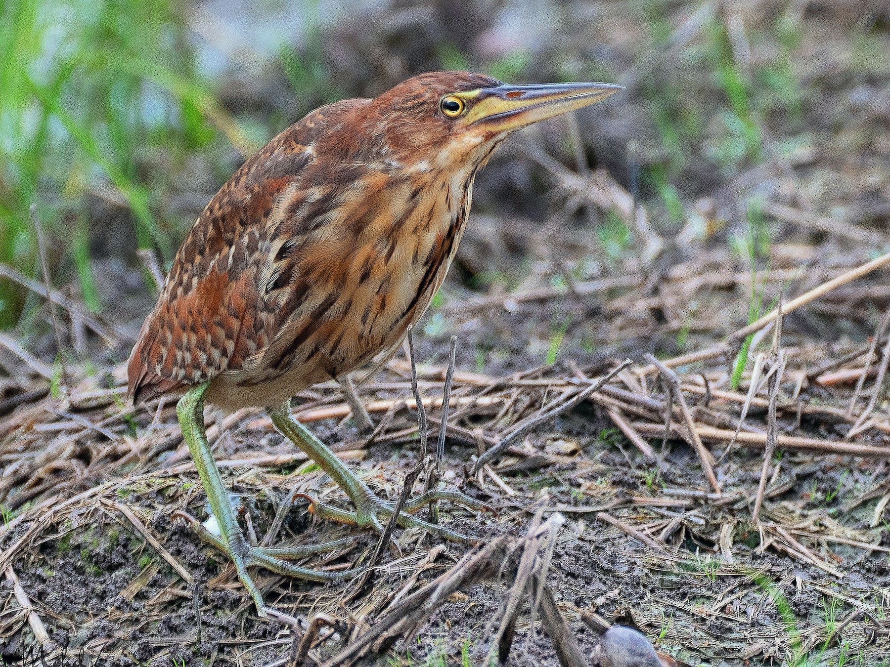Cinnamon Bittern - eBird