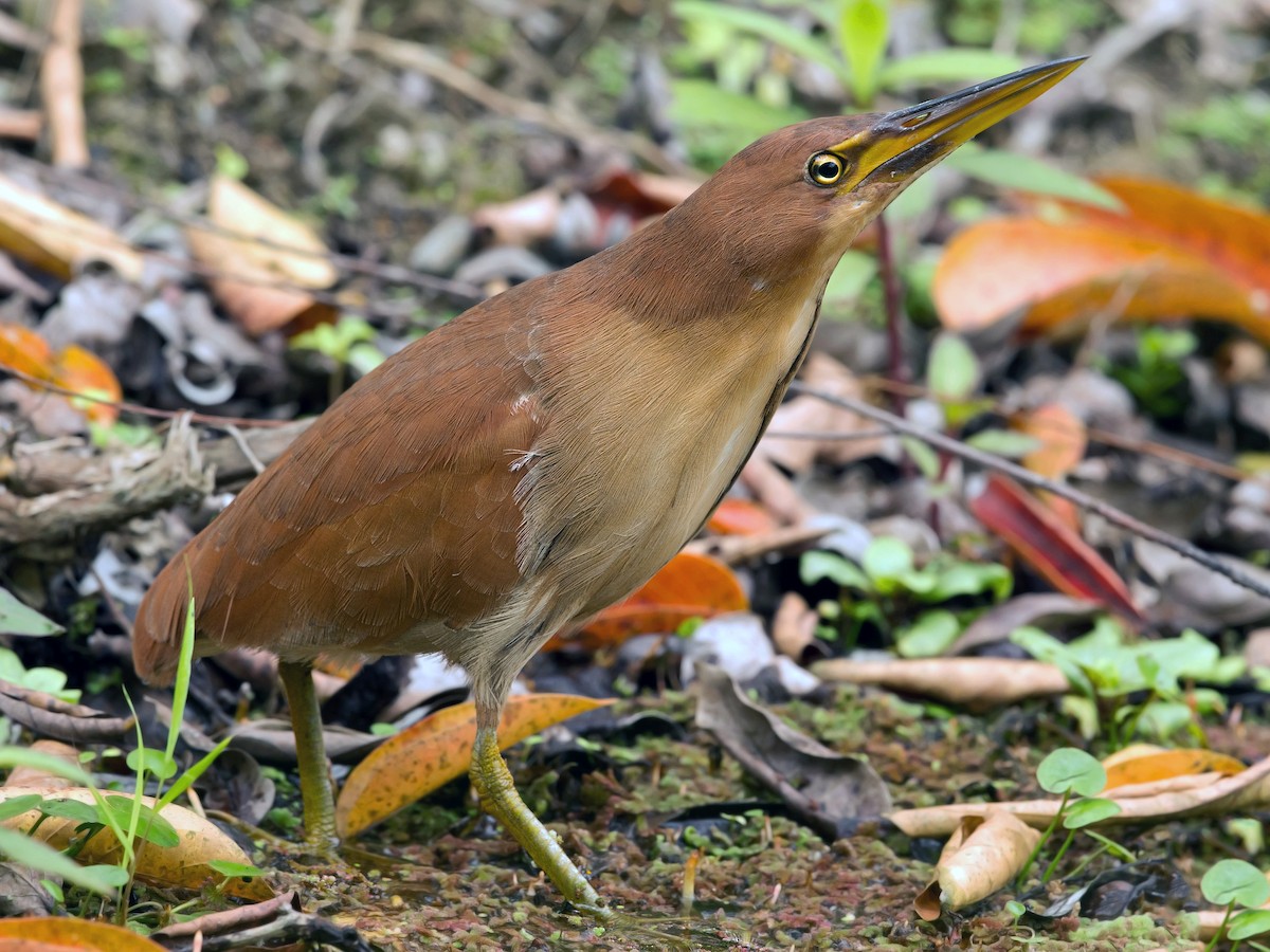 Cinnamon Bittern - Ixobrychus cinnamomeus - Birds of the World