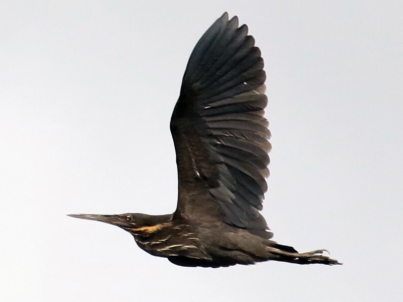 Black Bittern - eBird
