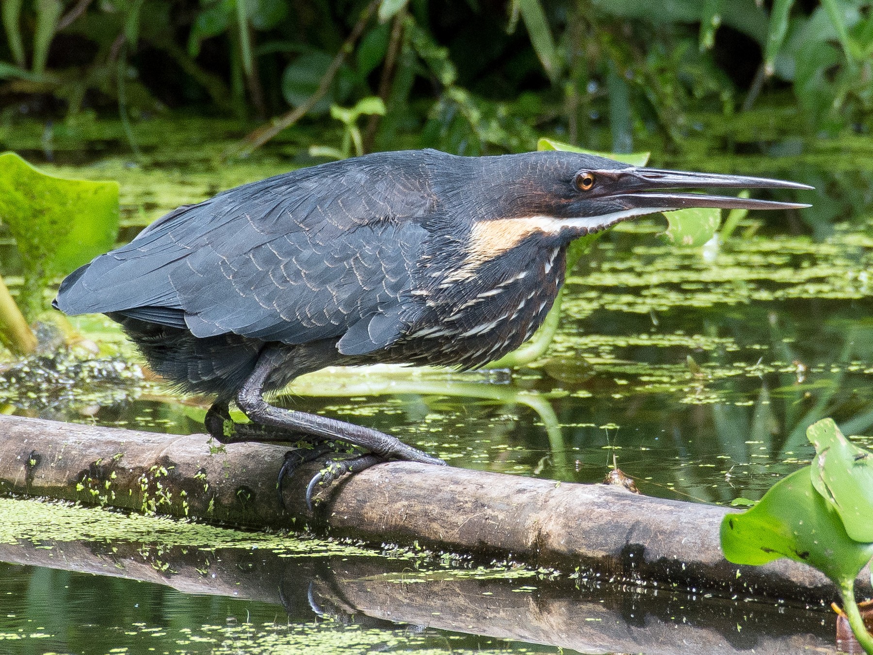 Black Bittern - eBird