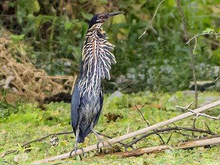 Black Bittern - eBird