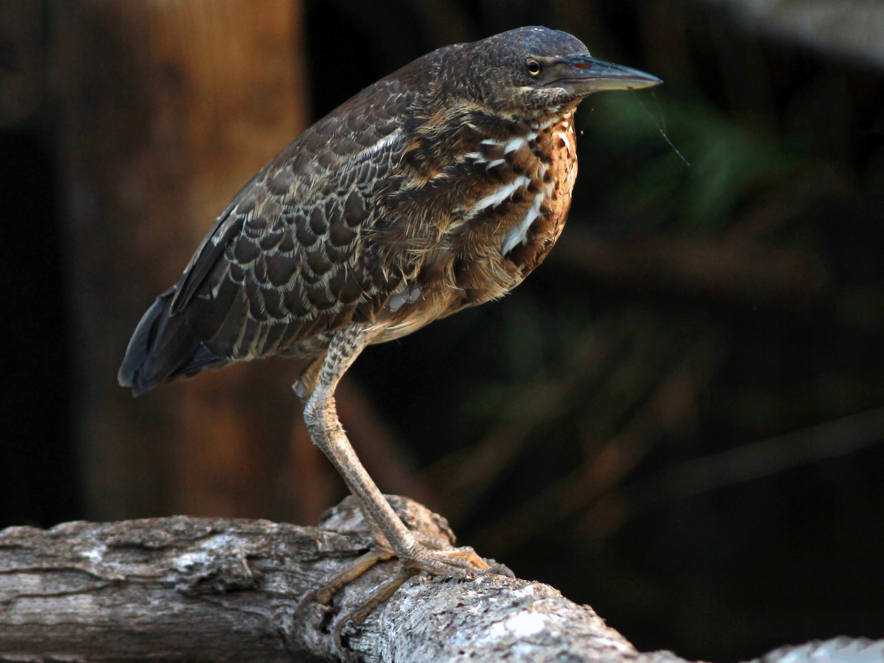 Black Bittern - eBird