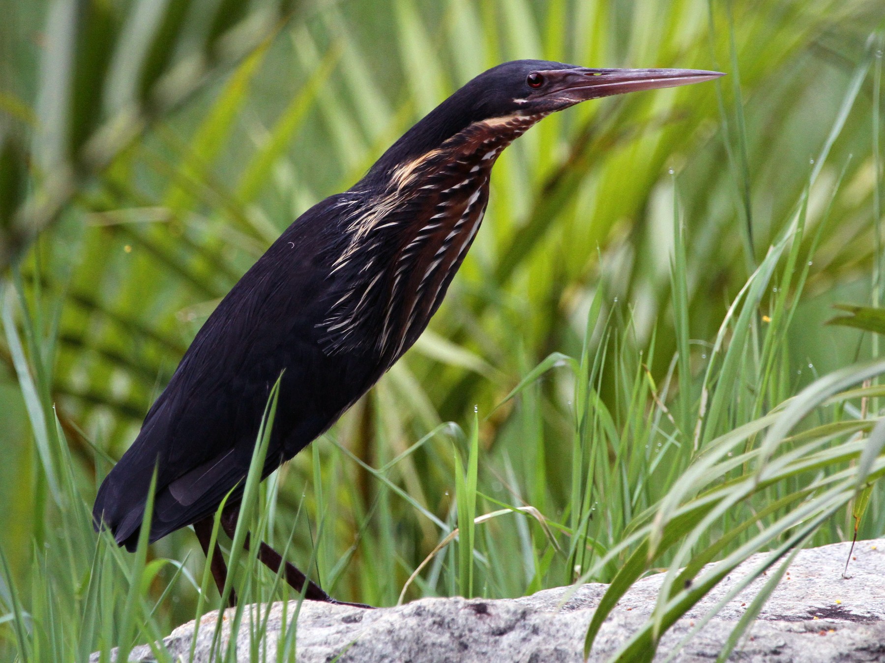 Black Bittern - eBird
