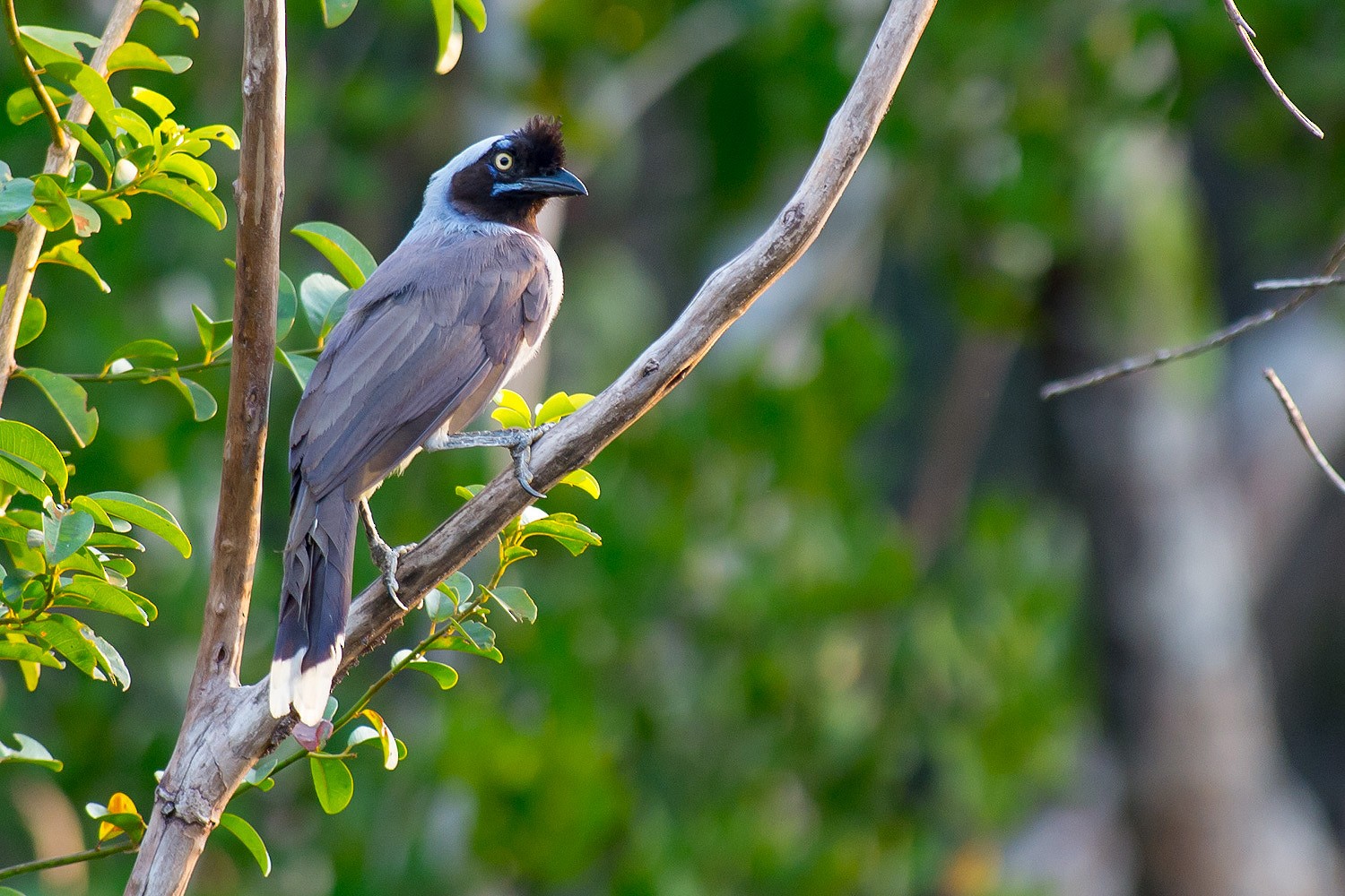 Azure-naped Jay (Campina) - eBird
