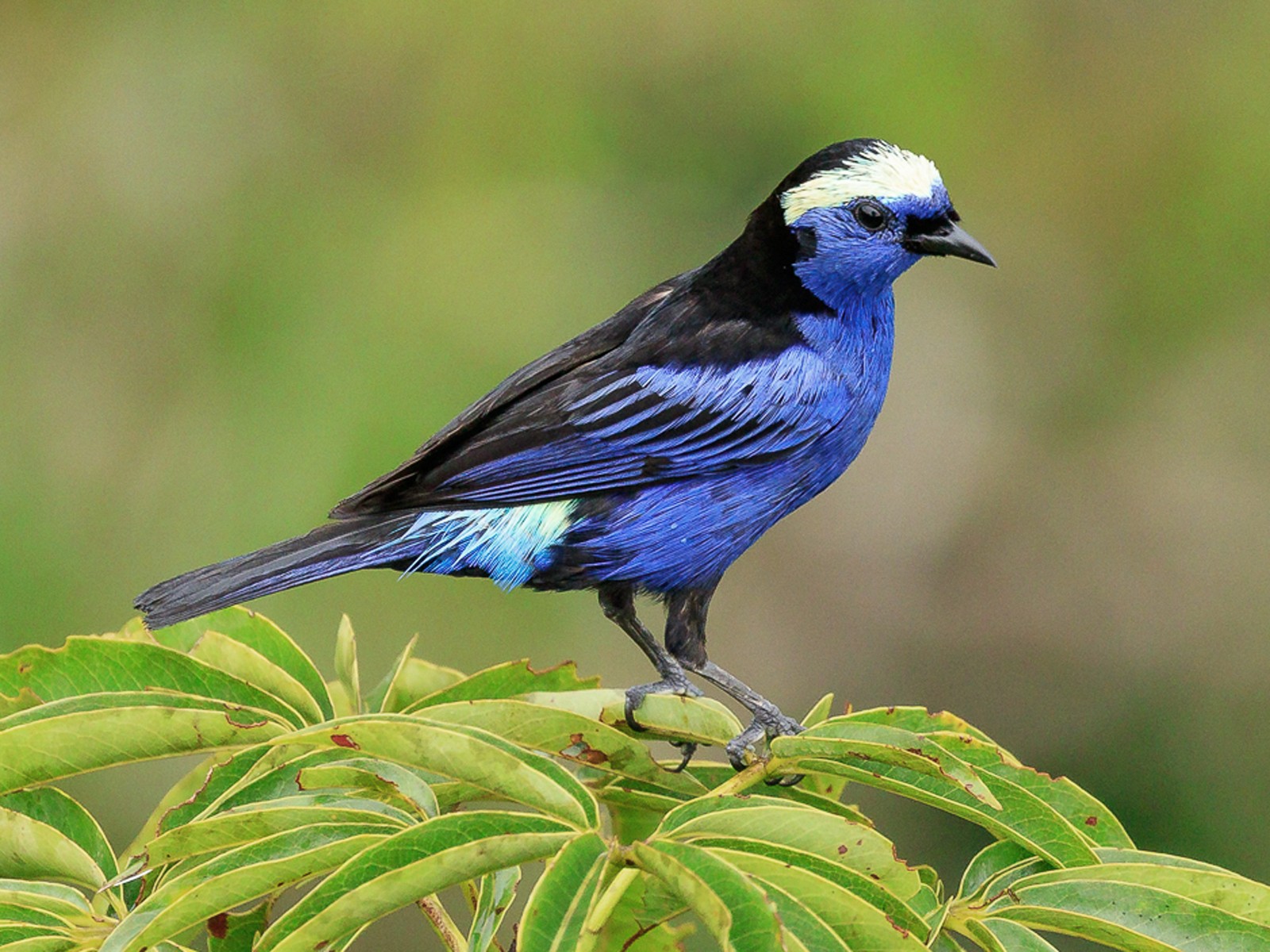 Tangara Opalina - eBird