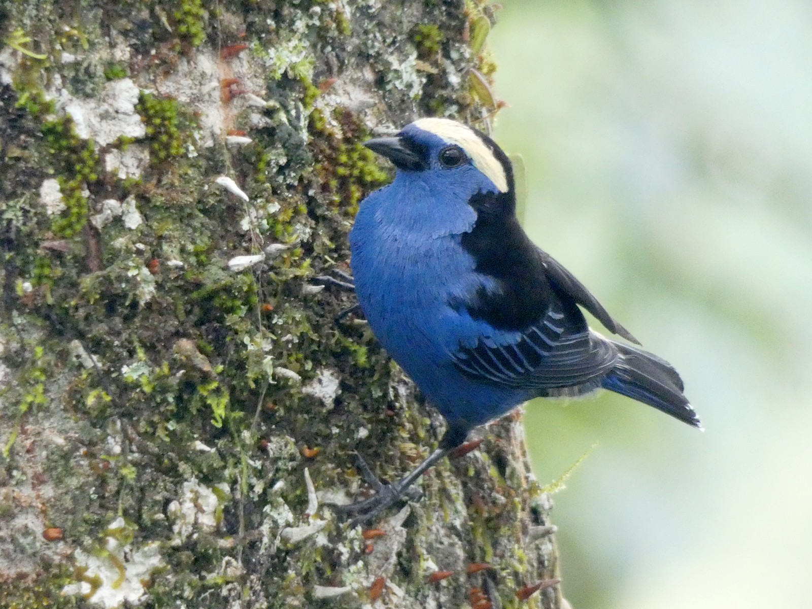saíra-opala - eBird