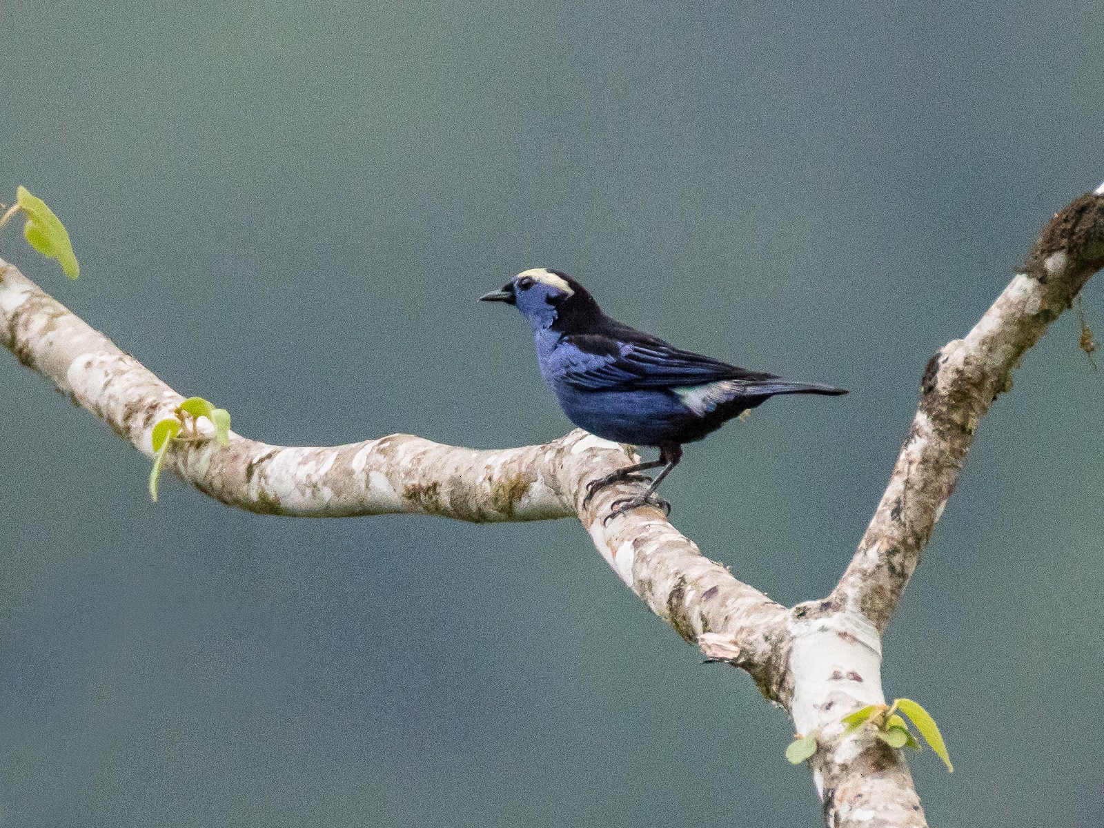 saíra-opala - eBird