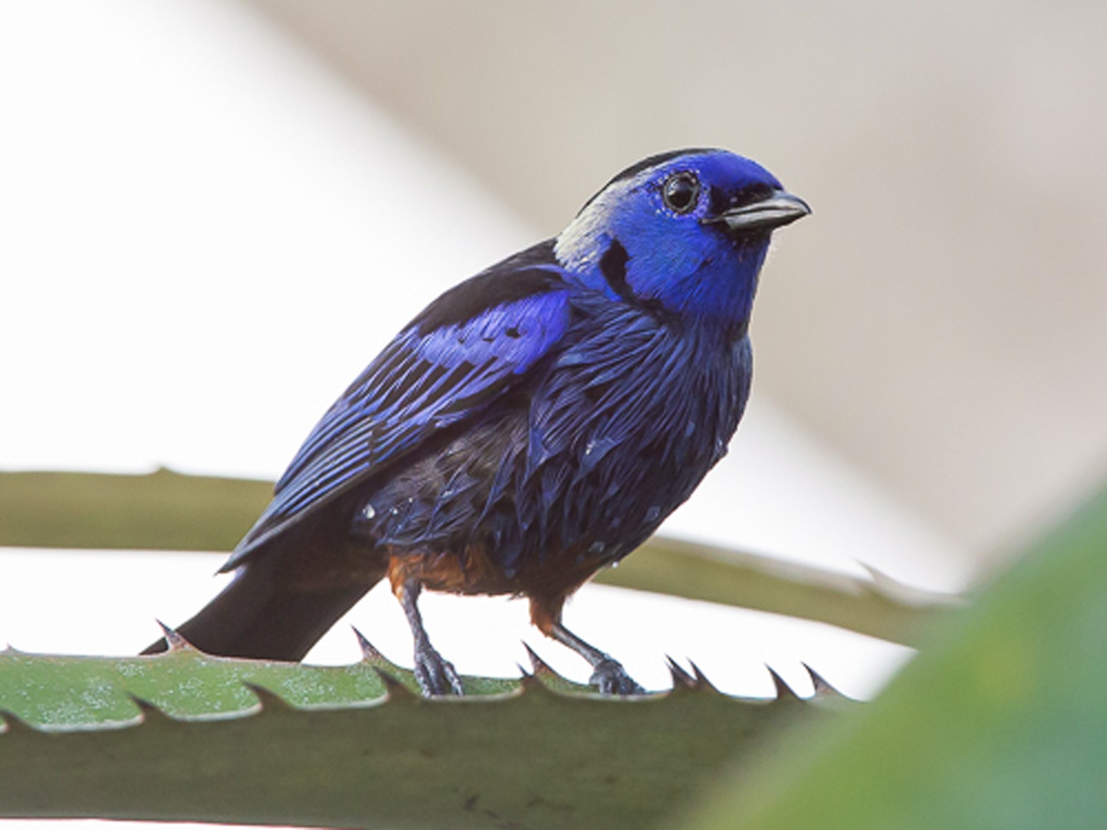 Opal-rumped Tanager - eBird