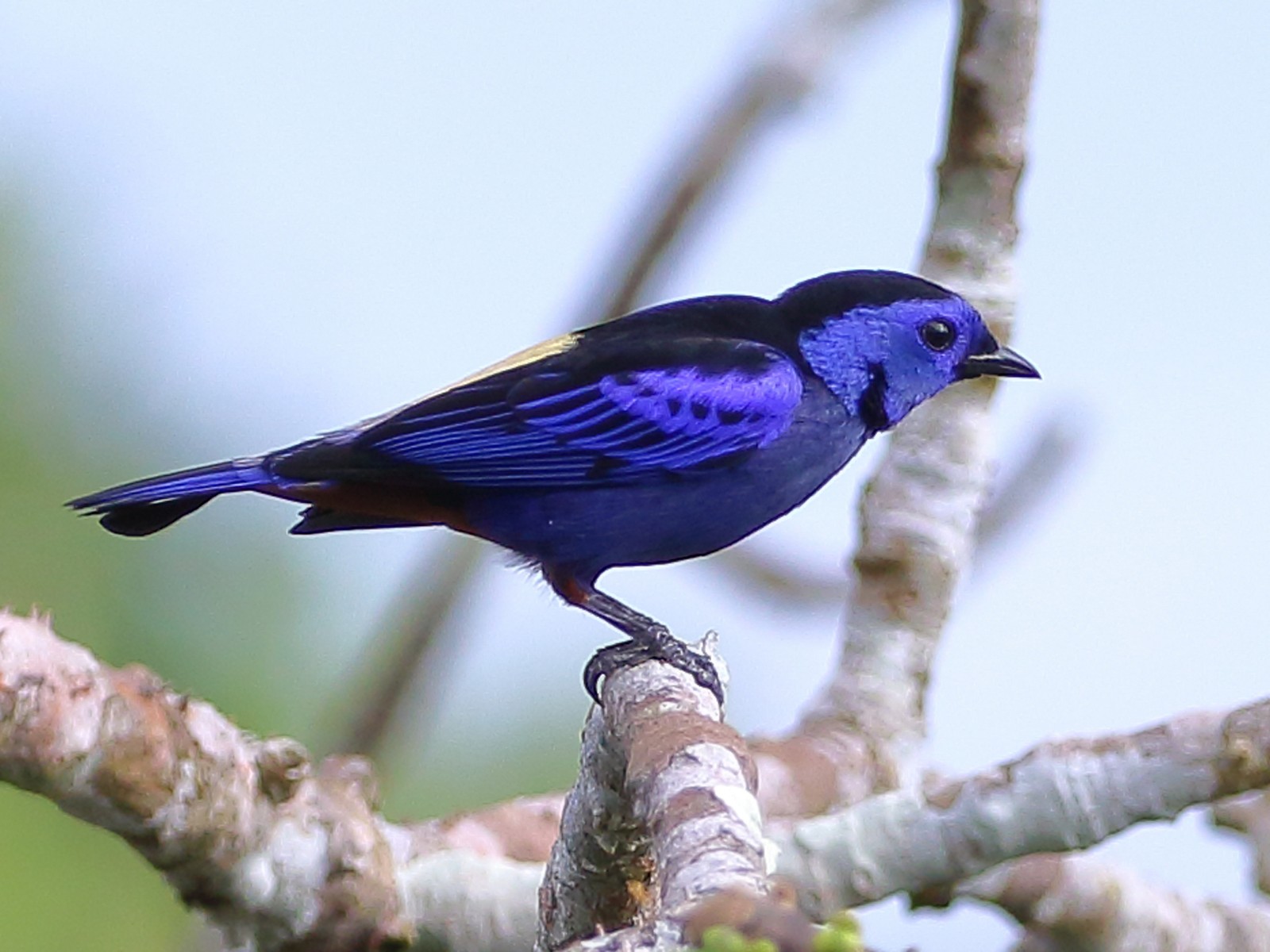 Opal-rumped Tanager - eBird