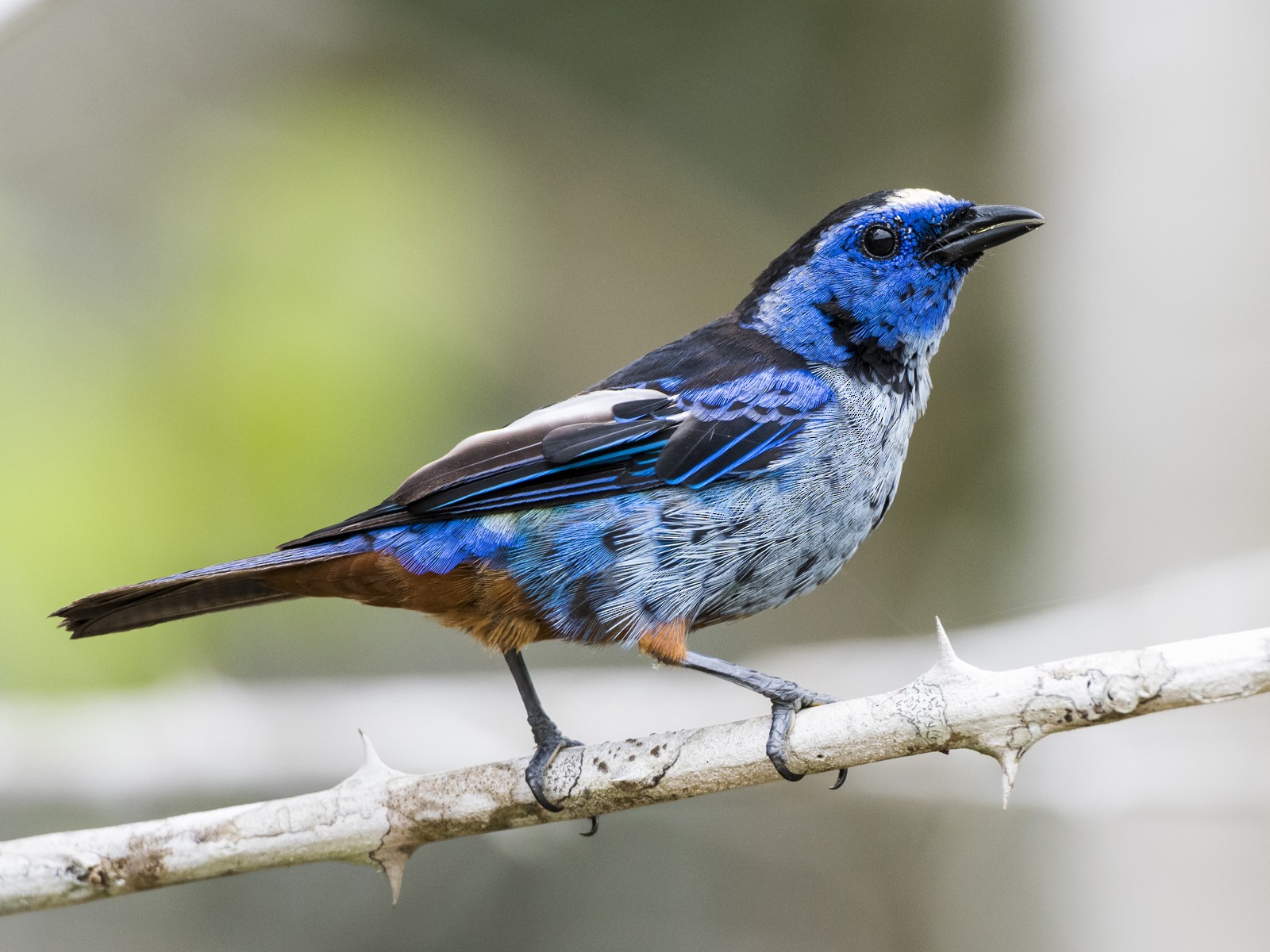 Tangara Velia - eBird