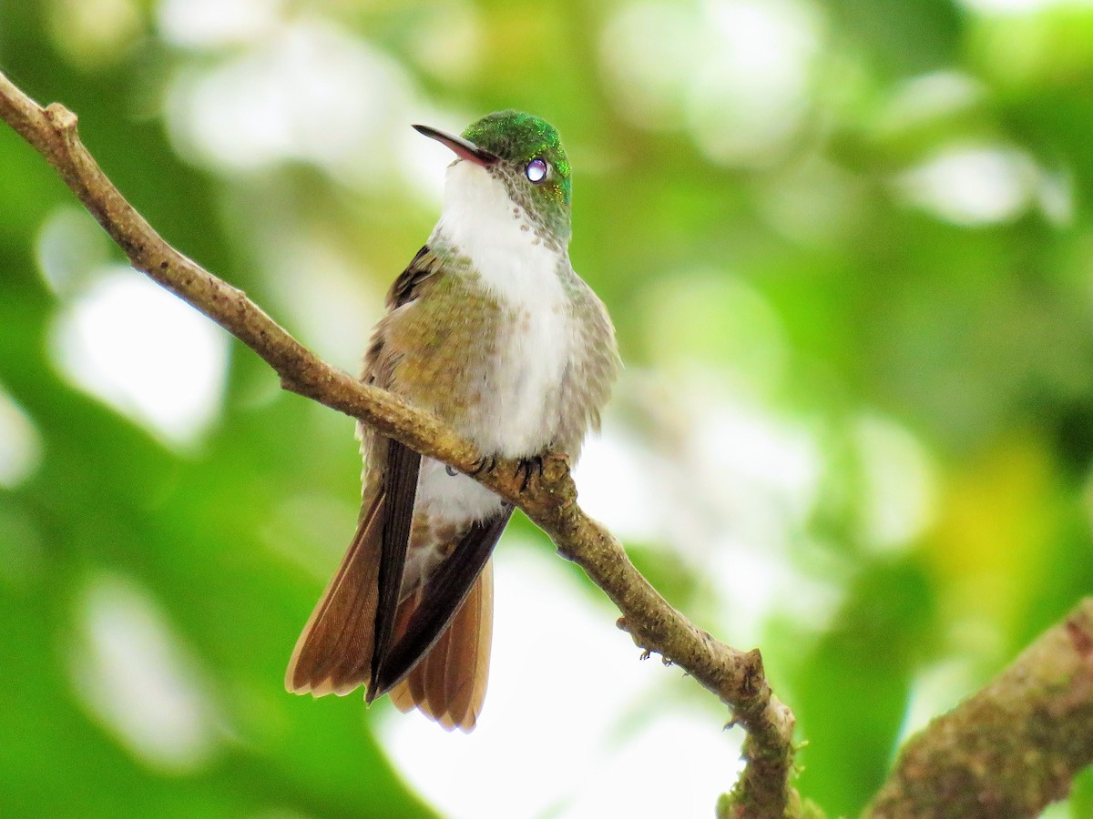Azure-crowned Hummingbird (Mosquitia) - eBird