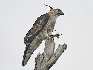 Jerdon's Baza - eBird