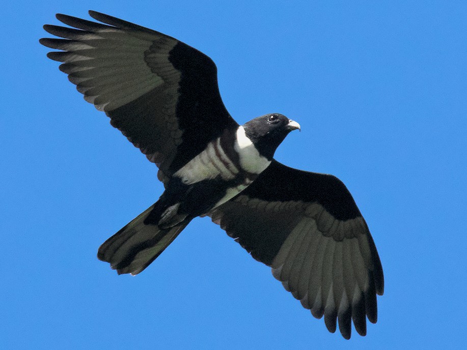 Black Baza - eBird