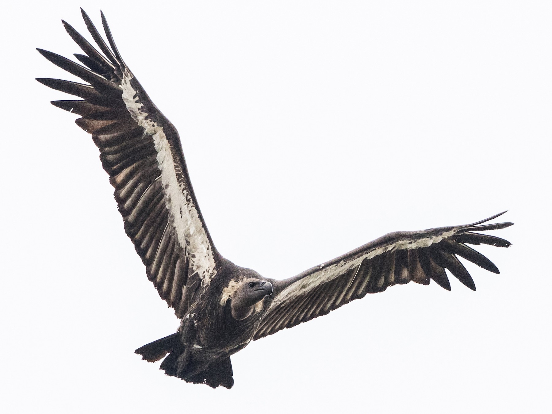 White-rumped Vulture - eBird