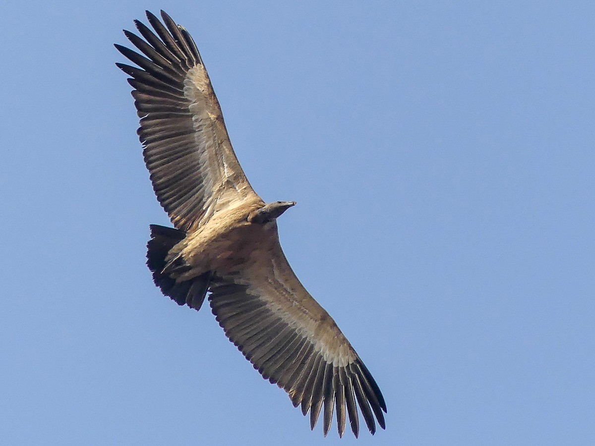 Indian Vulture - Gyps indicus - Birds of the World