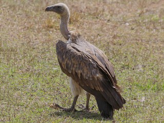 Indian Vulture - eBird