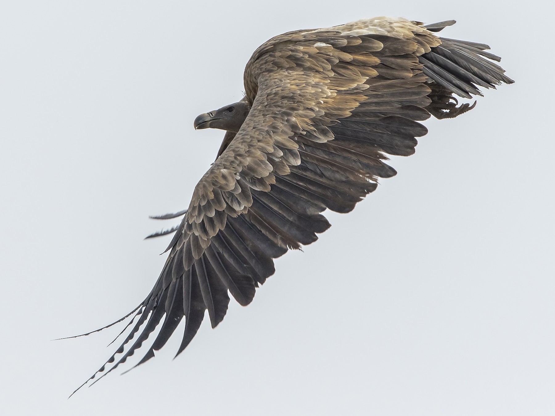 Buitre Indio - eBird