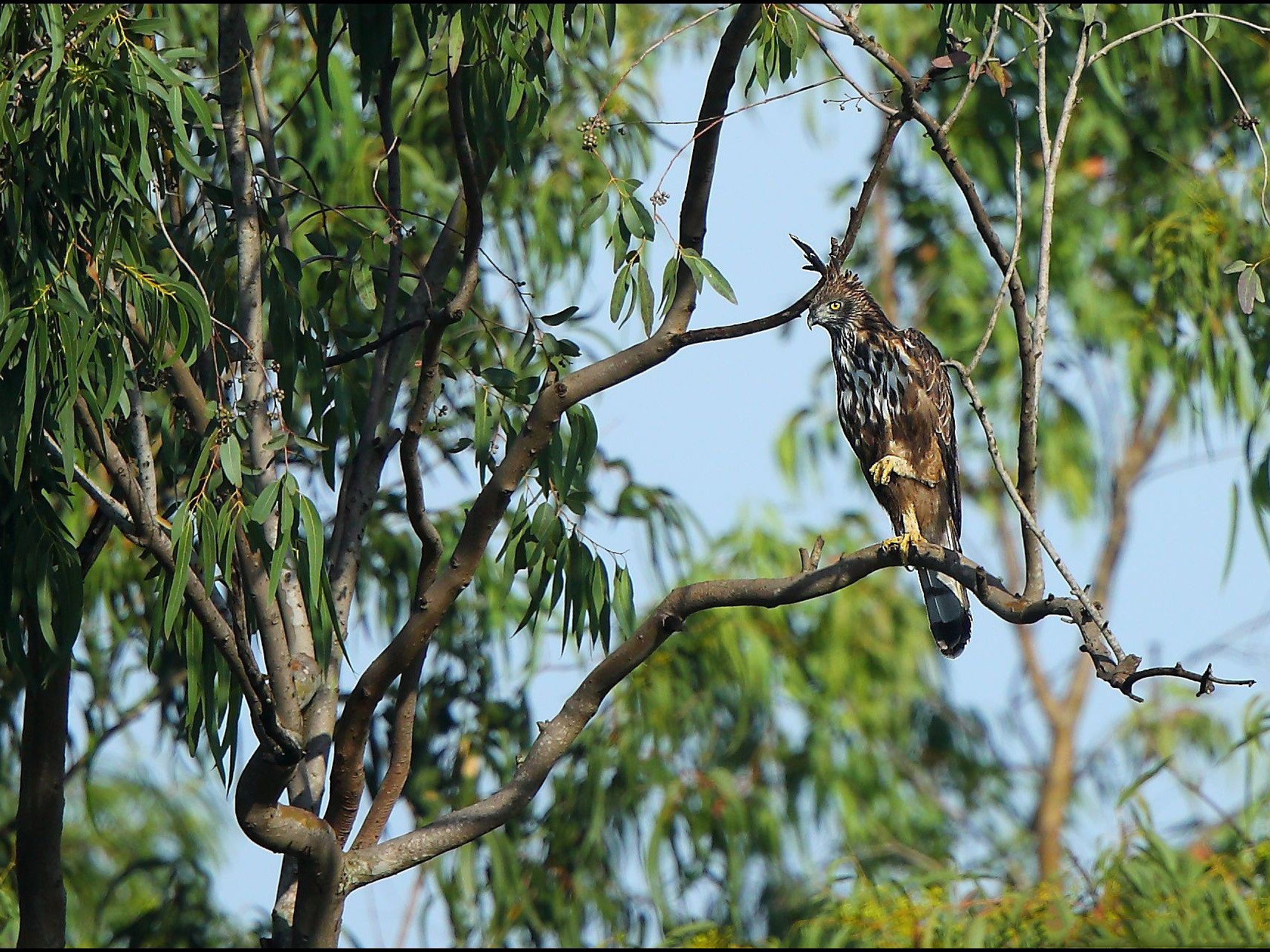 Changeable Hawk-Eagle (Crested) - eBird