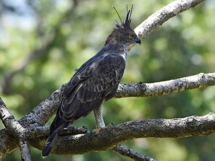 Changeable Hawk-Eagle (Crested) - eBird