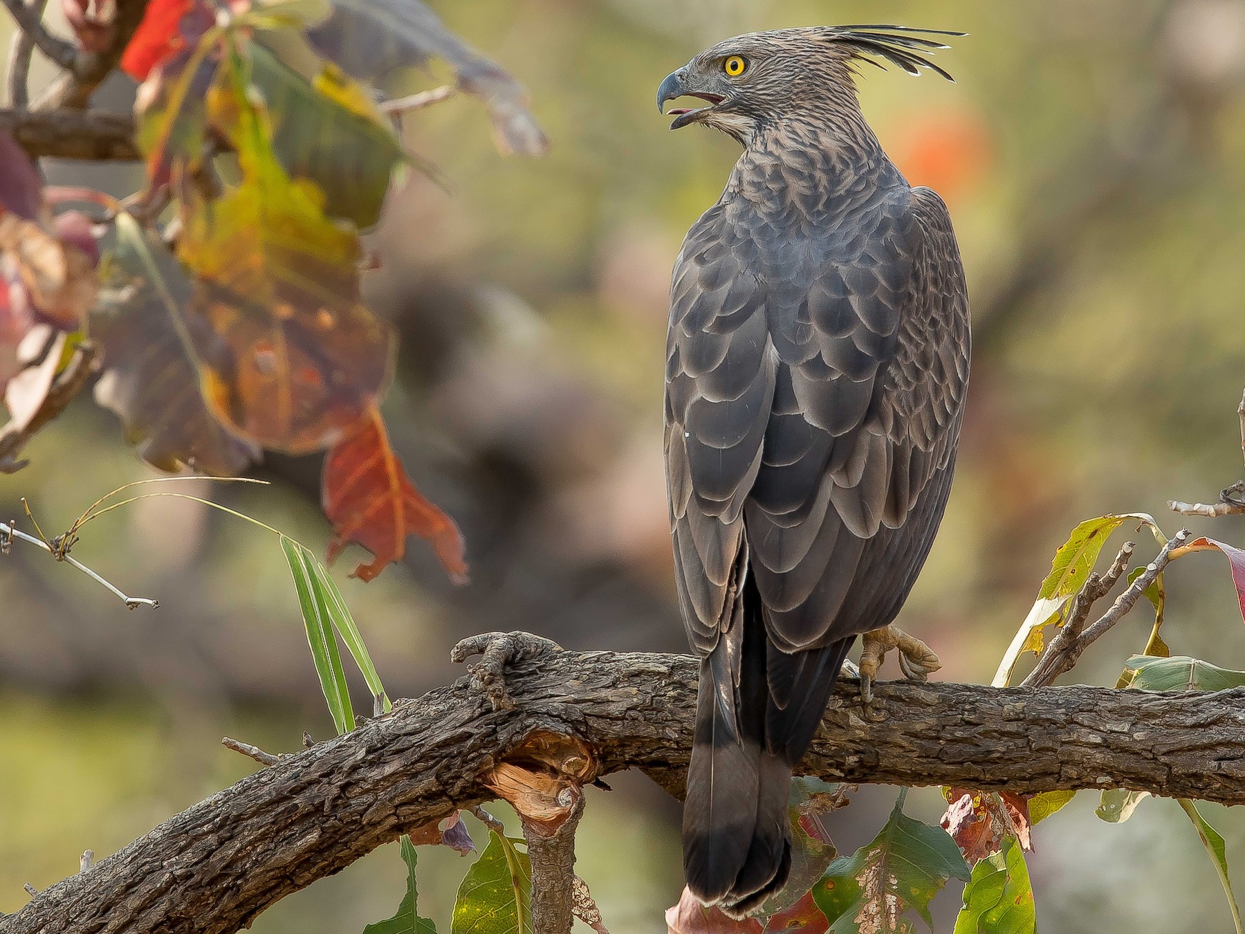 Changeable Hawk-Eagle (Crested) - eBird