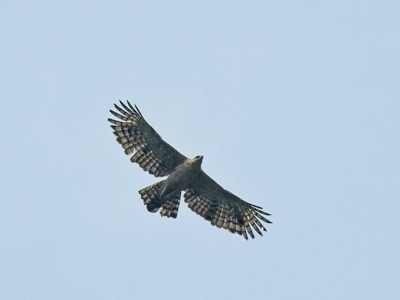 Legge's Hawk-Eagle - eBird